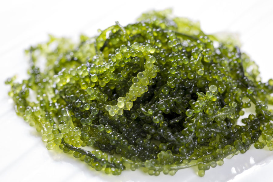 Umibudo Don – SHOCKIN' JAPAN